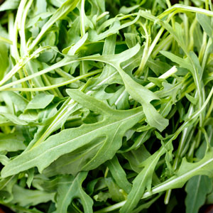 Rucola